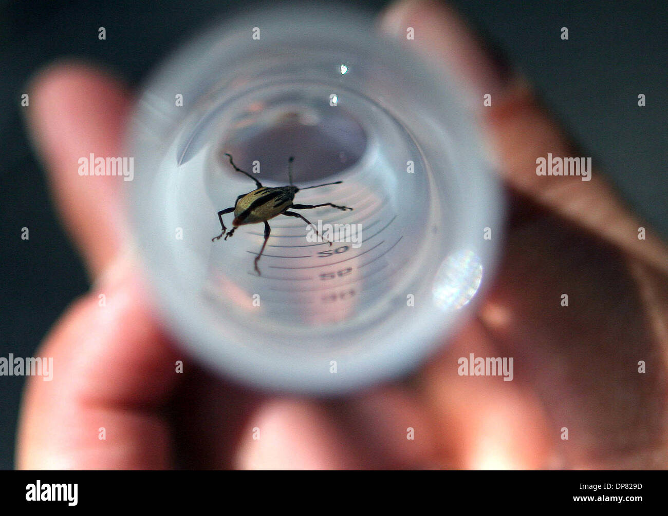Root weevil hi-res stock photography and images - Alamy