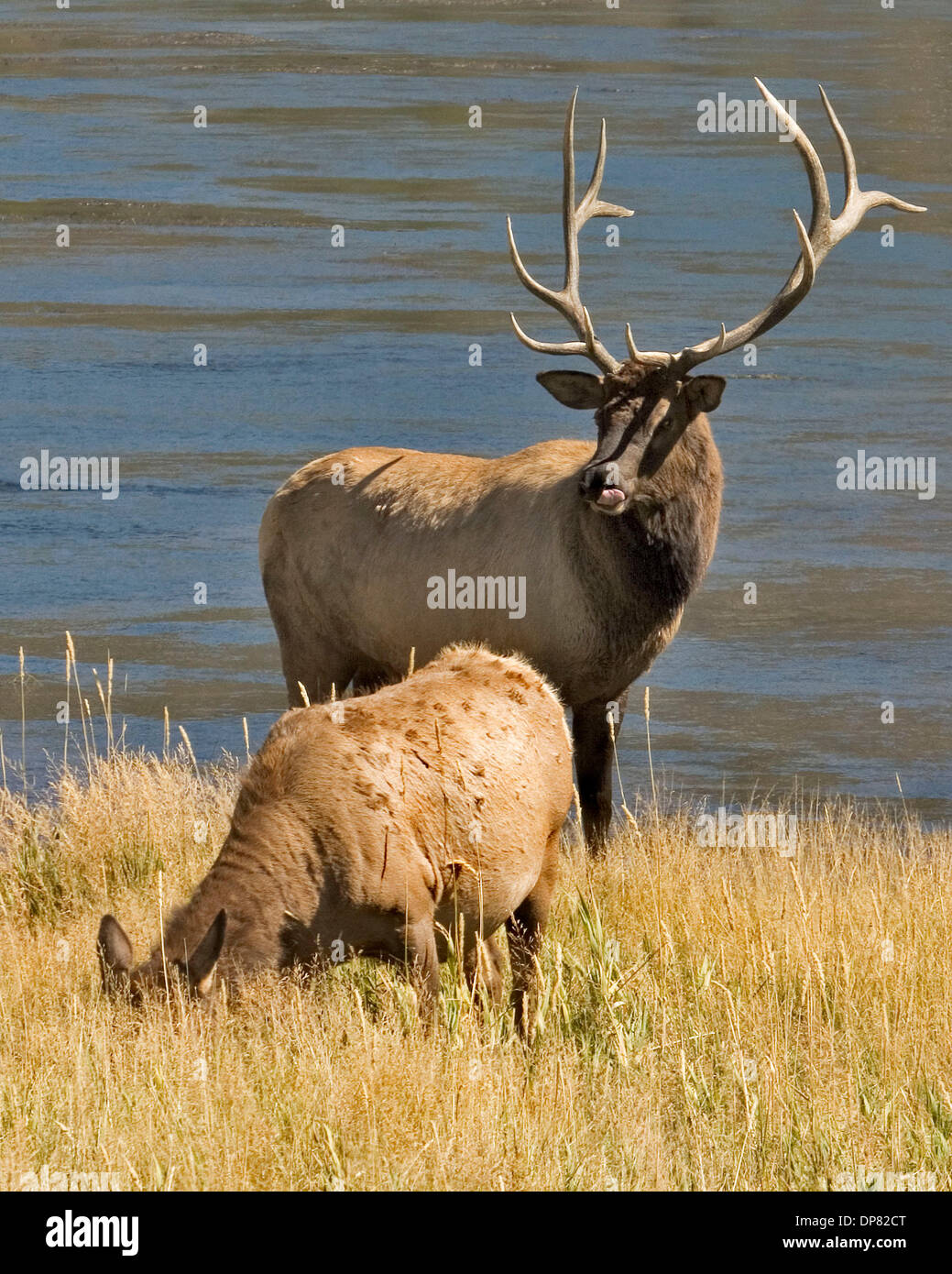 Elk cow licking lips hi-res stock photography and images - Alamy