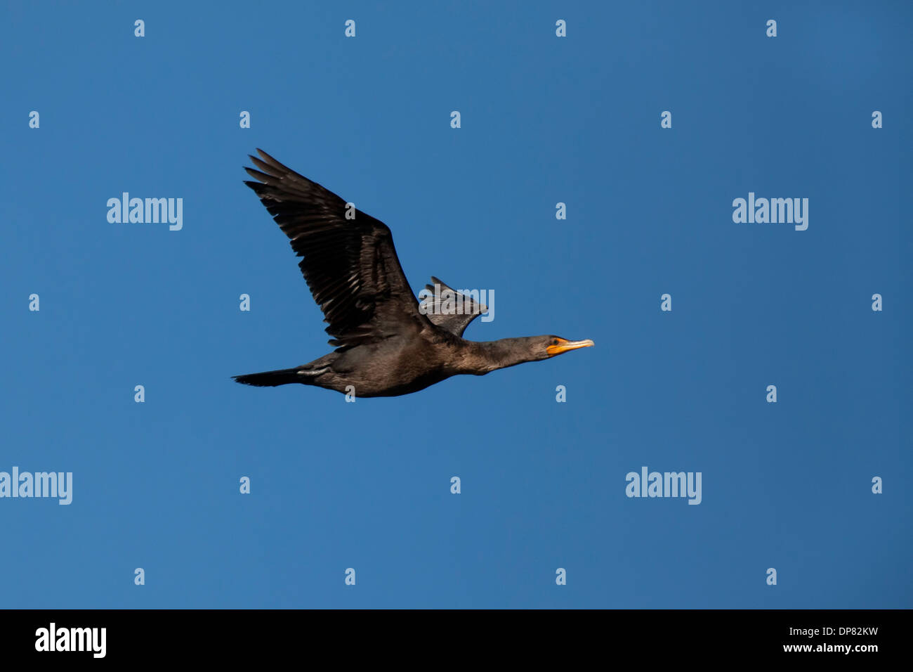 Cormorant flies high Stock Photo - Alamy