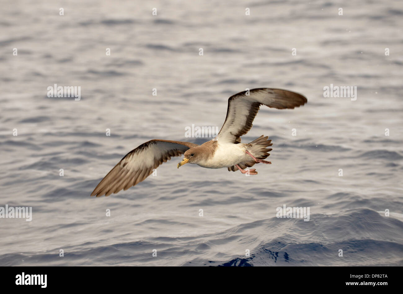 Cory's Shearwater (Calonectris diomedea) adult, in flight over ocean ...