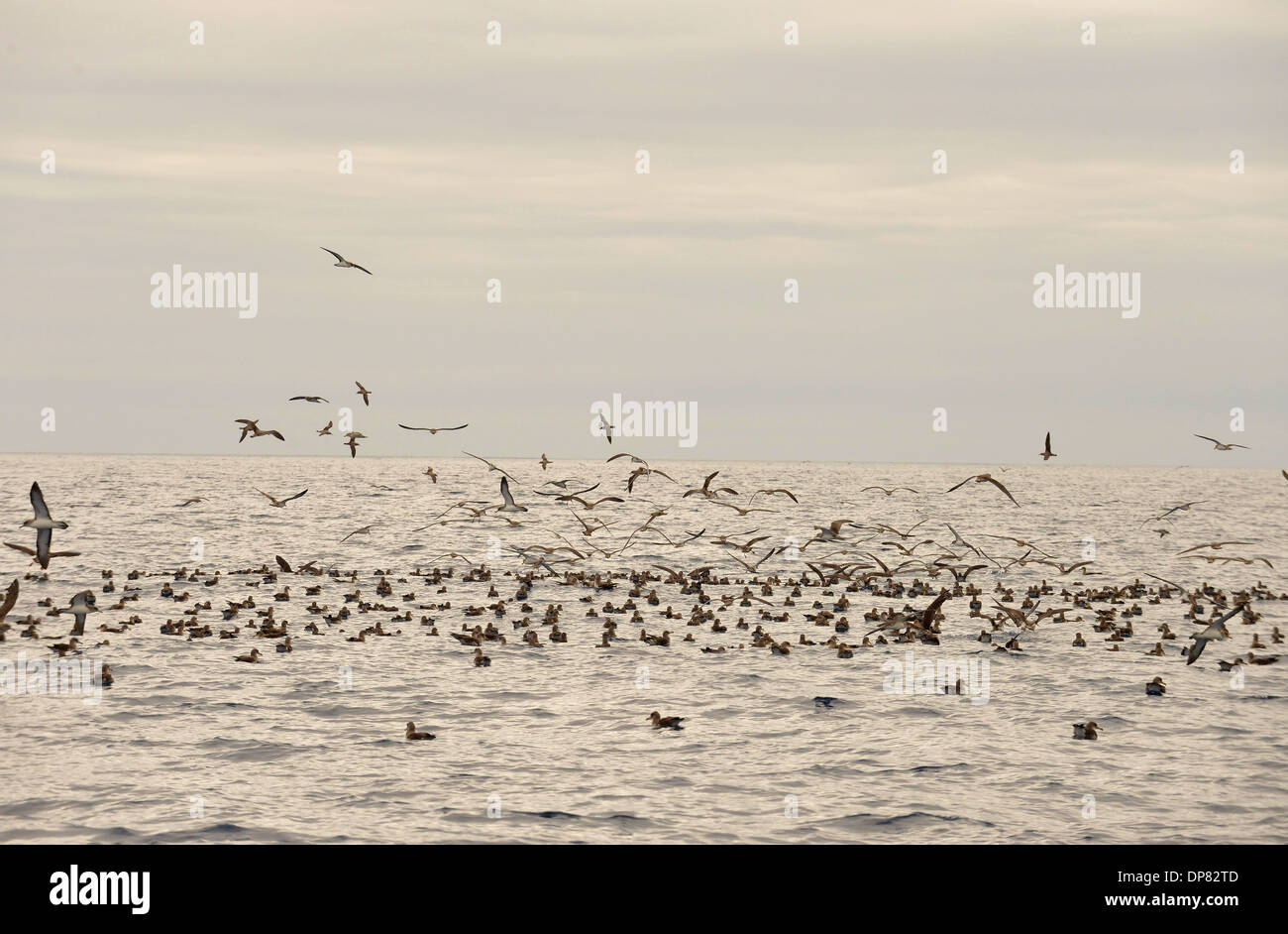 Cory's Shearwater (Calonectris diomedea) flock, in flight and swimming ...