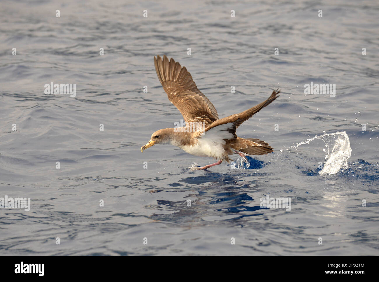 Cory's Shearwater (Calonectris diomedea) adult, in flight, taking off ...