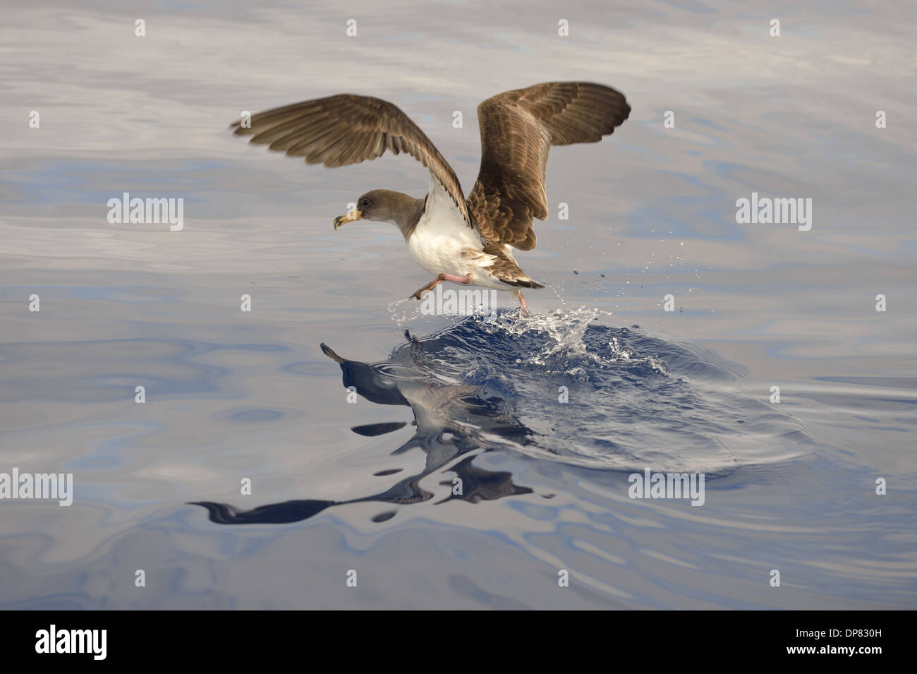 Cory's Shearwater (Calonectris diomedea) adult, in flight, taking off ...