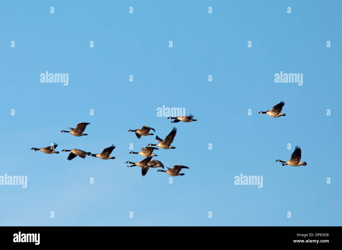 Large flock of geese Stock Photo - Alamy