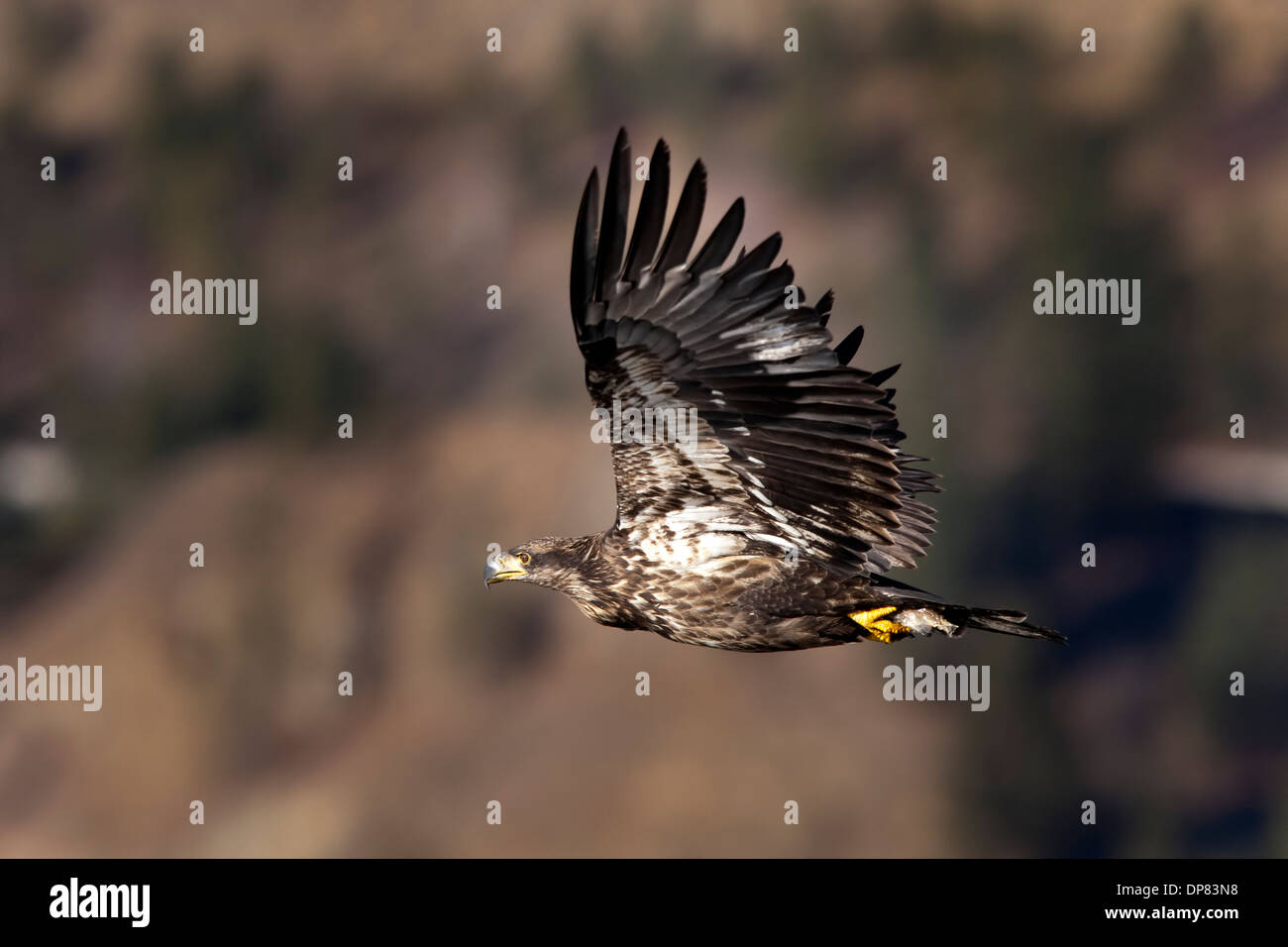 Junior bird hi-res stock photography and images - Alamy