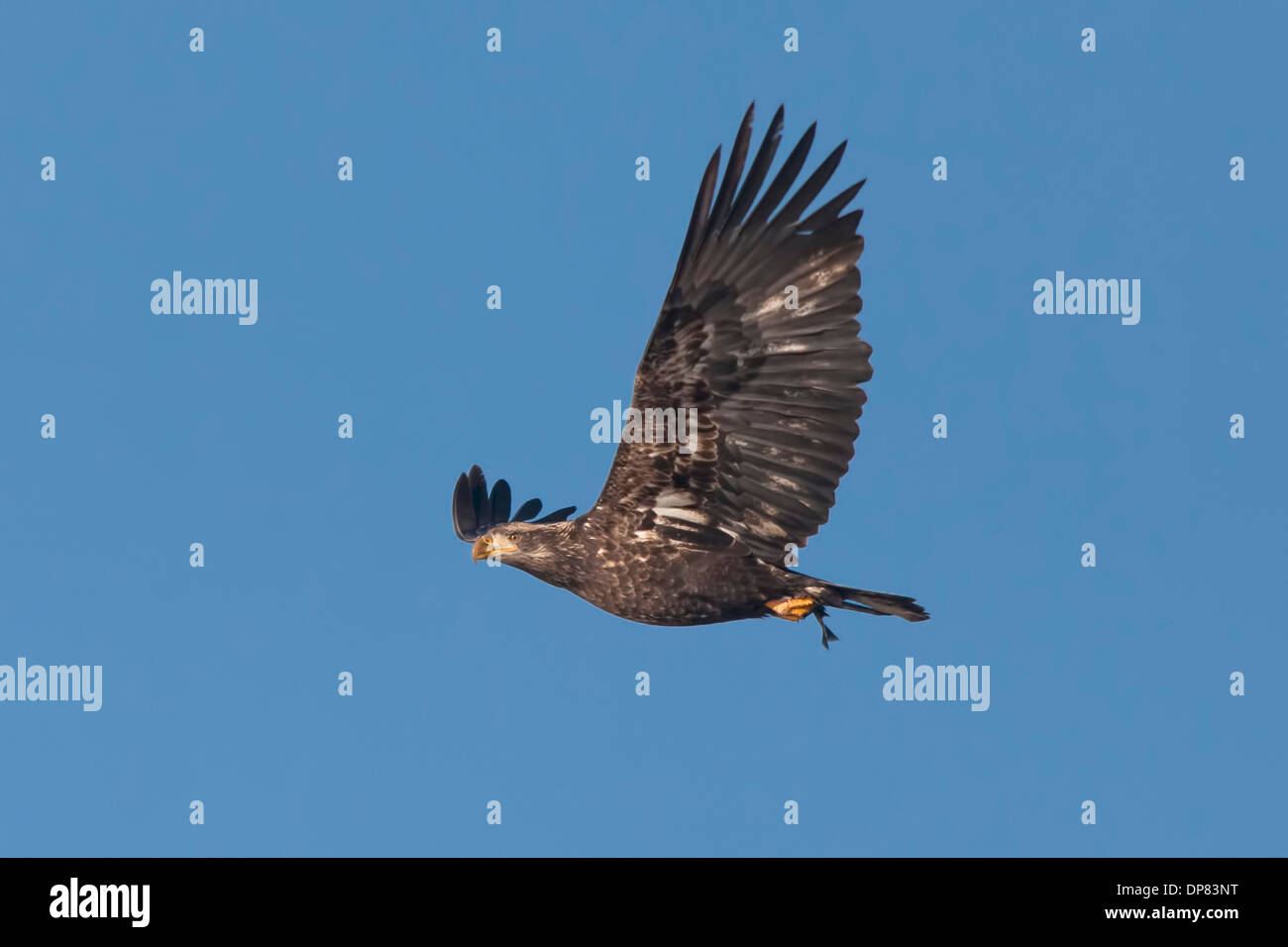 Majestic Young Eagle High Resolution Stock Photography and Images - Alamy