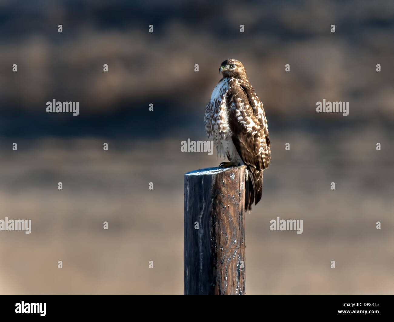 Red tailed hawk on post Stock Photo - Alamy