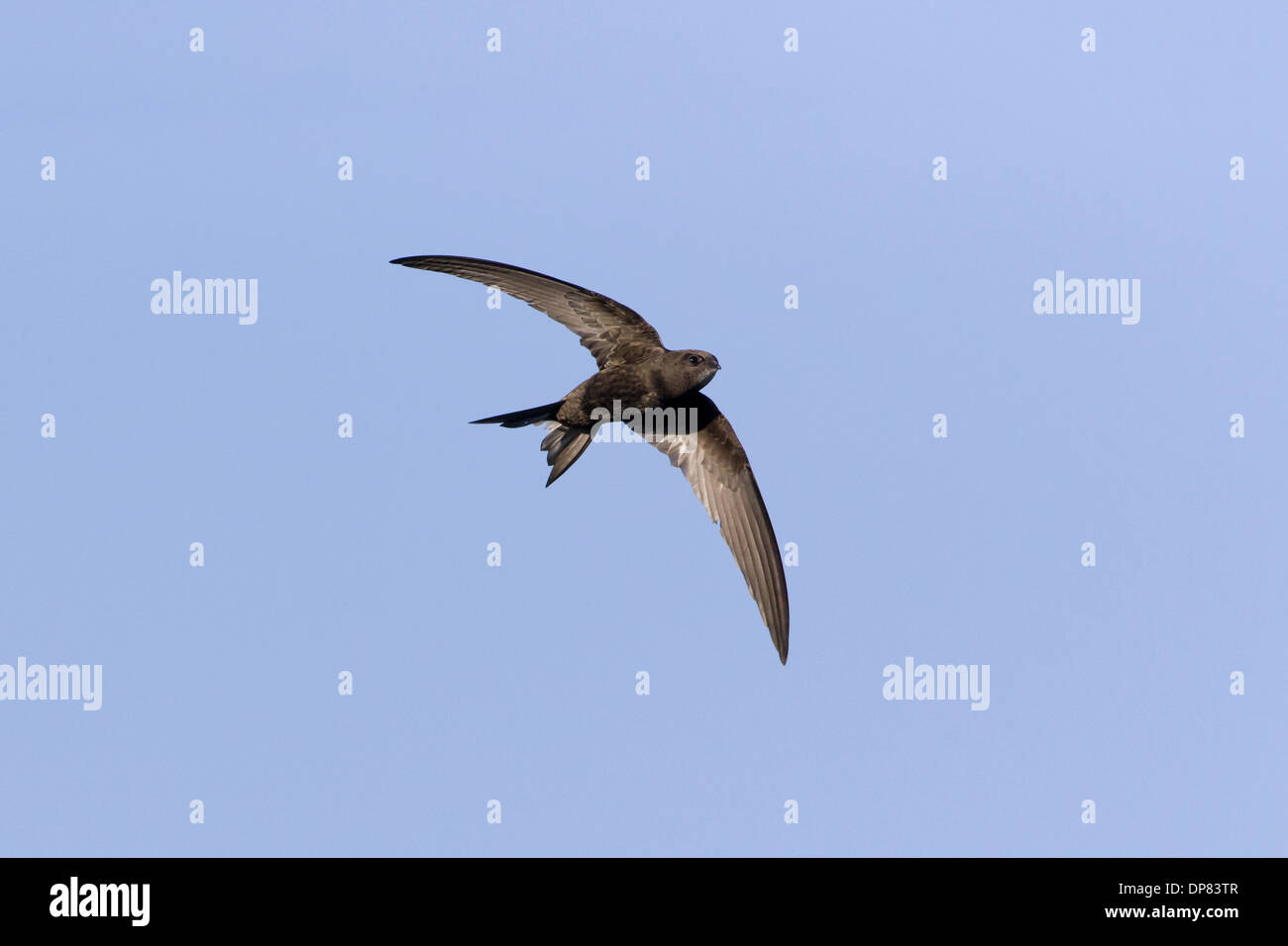 Flying swift uk hi-res stock photography and images - Alamy