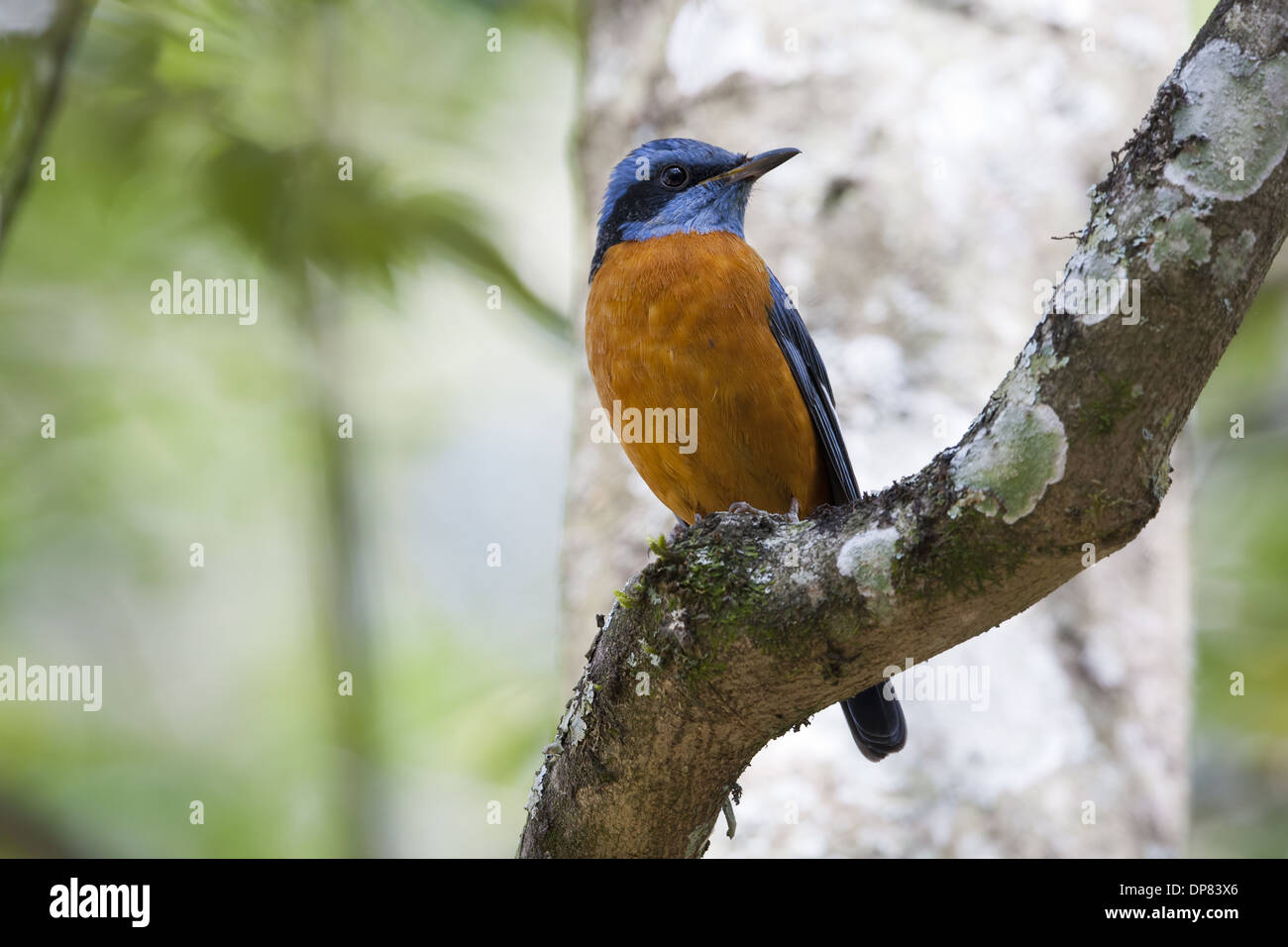 Deccan plateau animals hi-res stock photography and images - Alamy