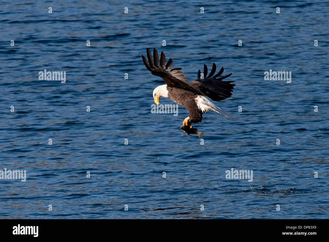 Fish with claws hi-res stock photography and images - Alamy