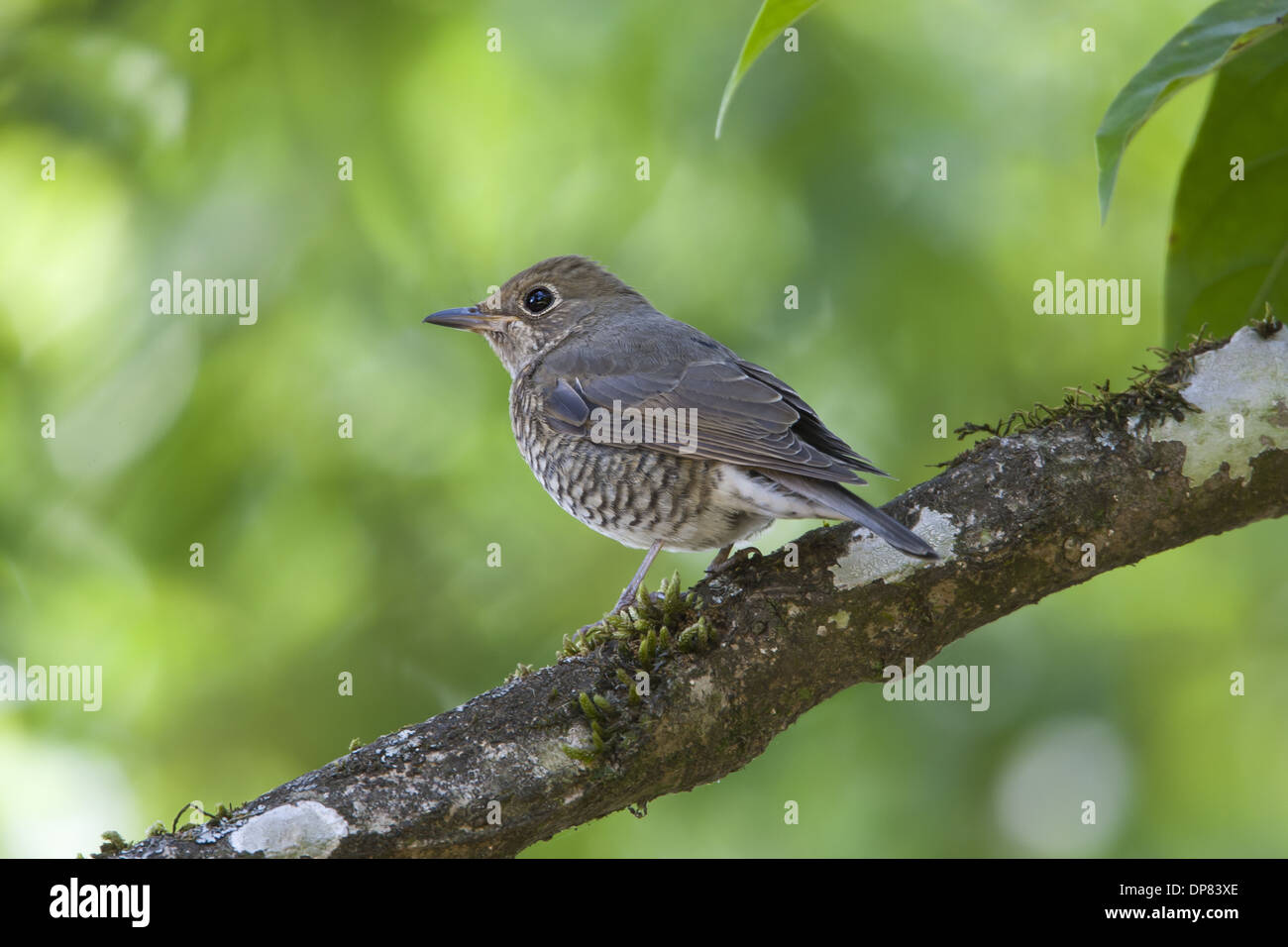 Deccan plateau animals hi-res stock photography and images - Alamy