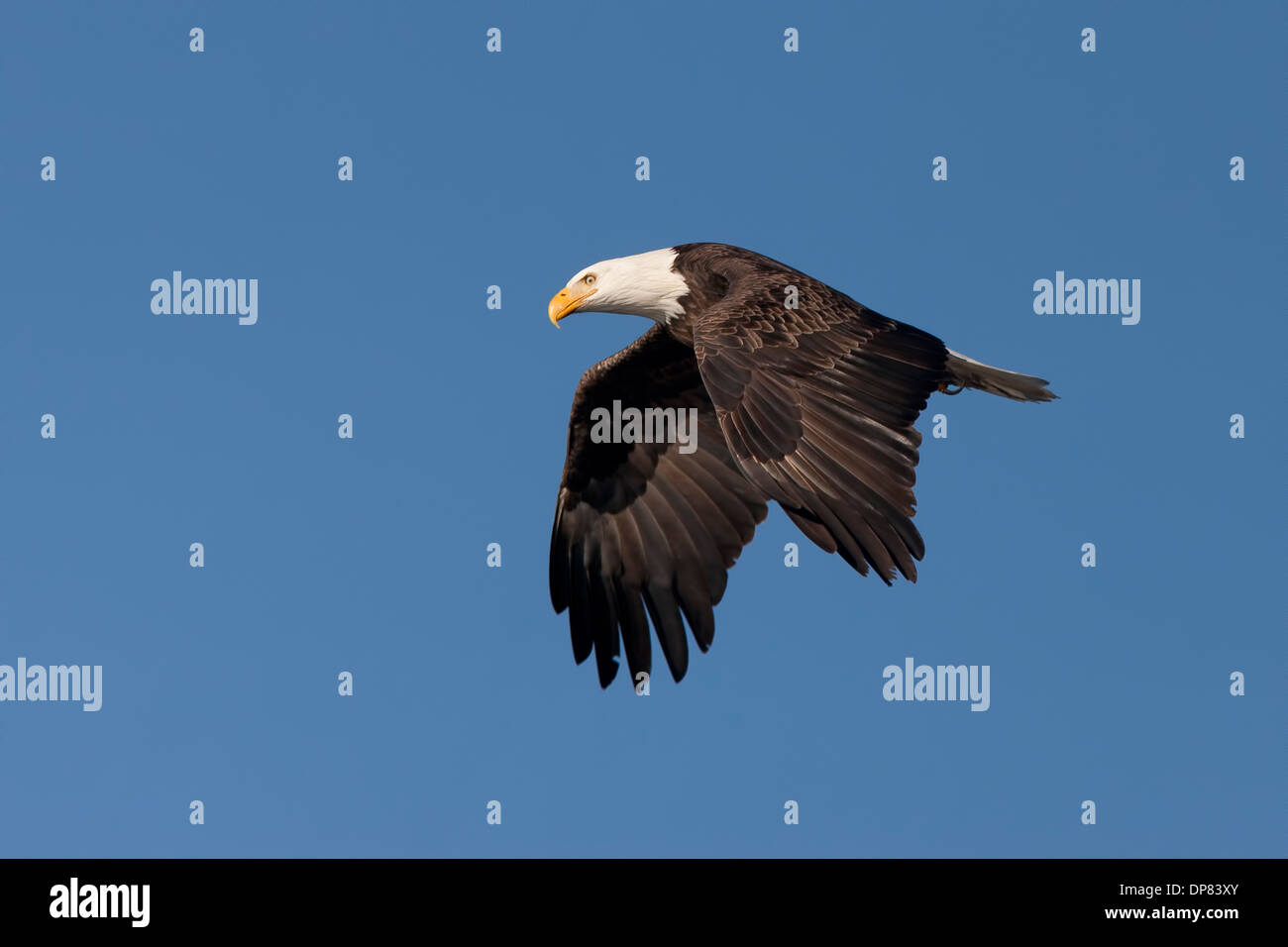 Eagle flaps its wings in the sky Stock Photo - Alamy