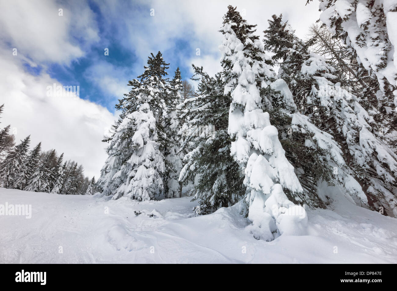 Slope mountain covered trees in hi-res stock photography and images - Alamy