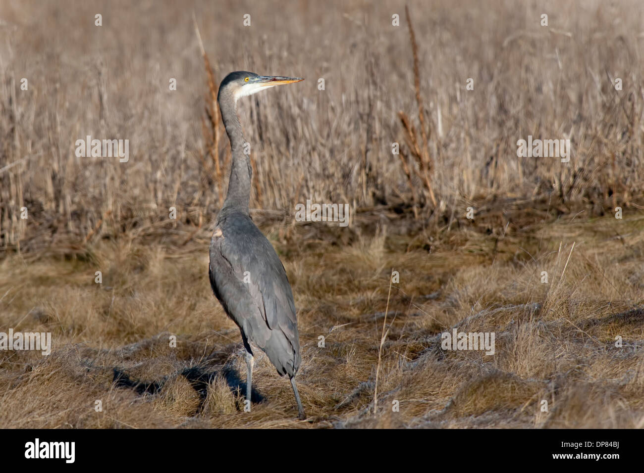 Heron in field hi-res stock photography and images - Alamy