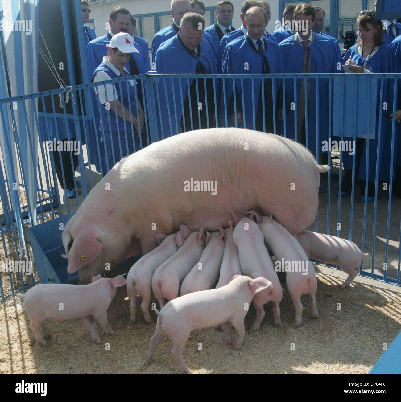 Russian president Putin visited pig-breeding farm near city of Izhevsk ...