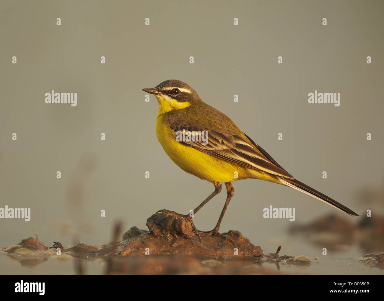 Blue headed wagtail motacilla flava flava hi-res stock photography and images - Alamy