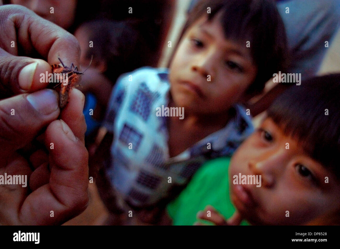 Jul 28, 2006 - Camiri, Bolivia - Childrens observe two vinchuca insects ...
