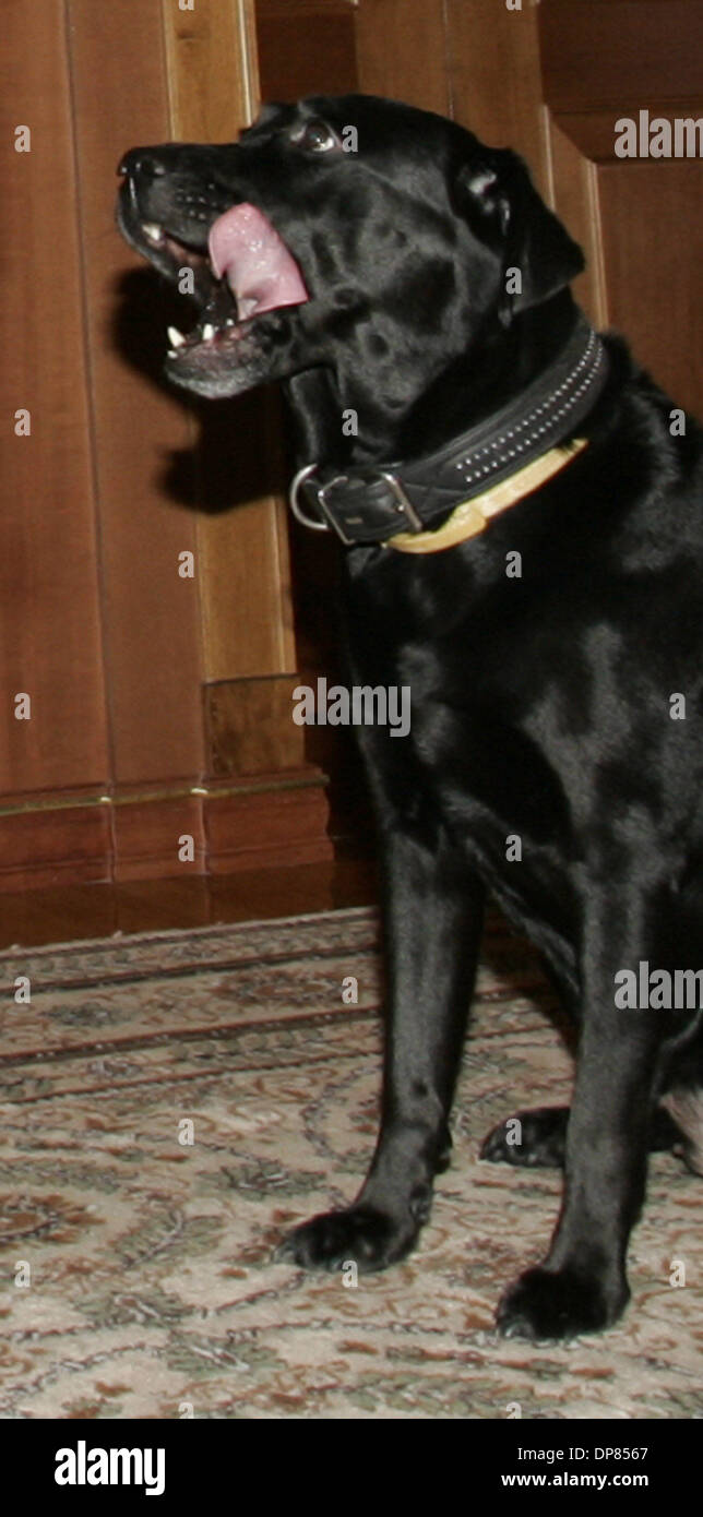 Putins dog hi-res stock photography and images - Alamy