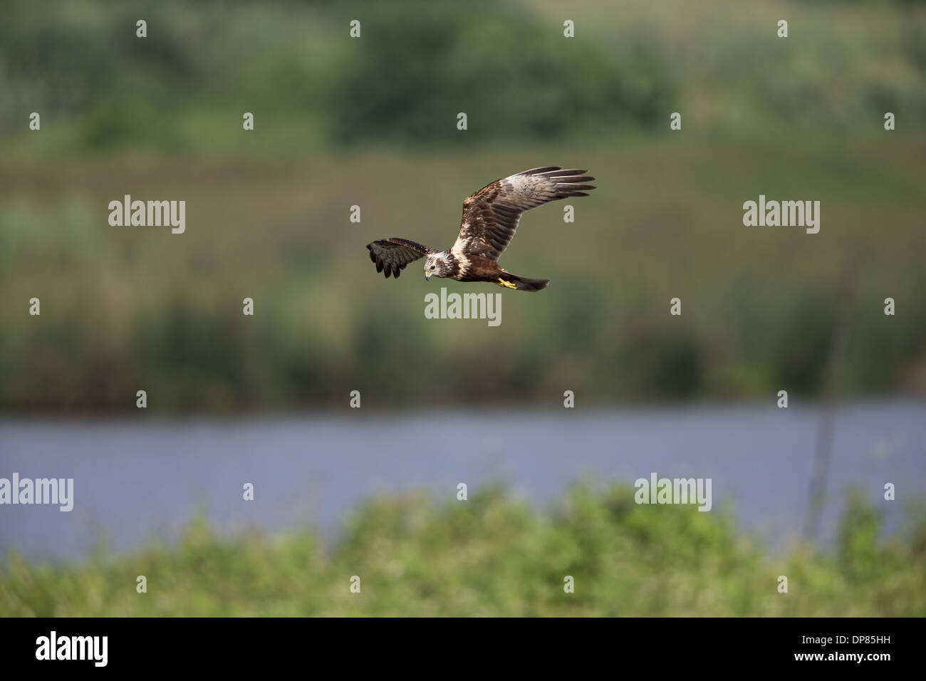Eastern Marsh-harrier (Circus spilonotus) adult female, in flight over ...