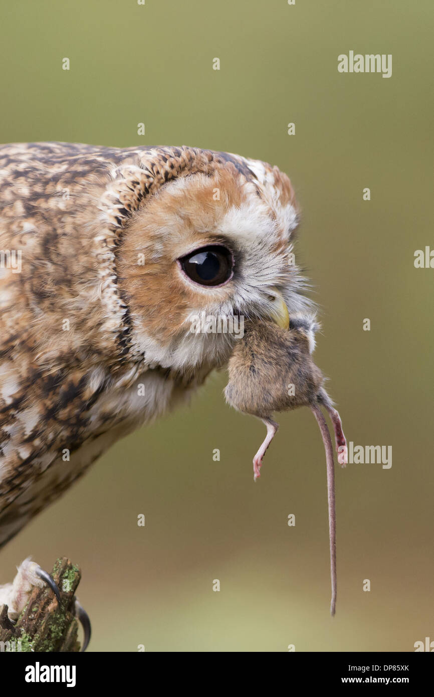 Tawny Owl (Strix aluco) adult close-up of head feeding on Wood Mouse ...