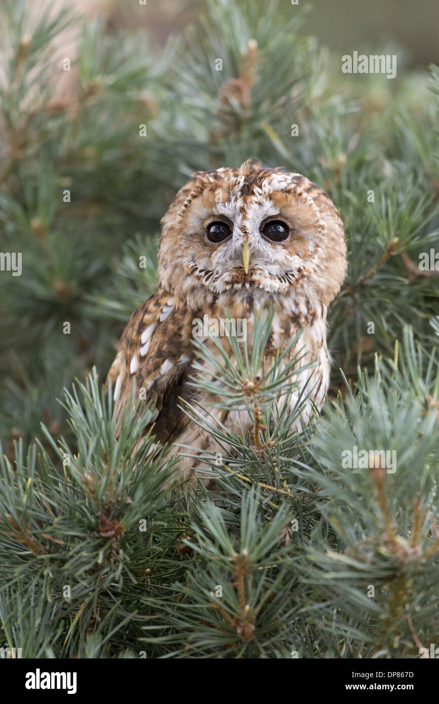 Tawny Owl (Strix aluco) adult, perched in pine tree, England, August ...