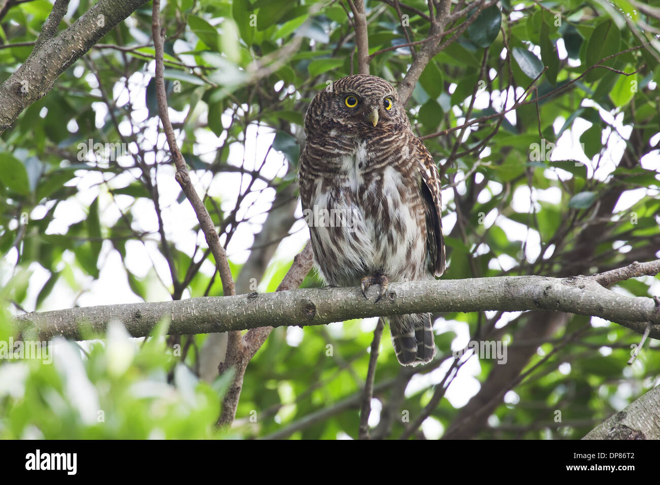 Asian Barred Owlet (Glaucidium cuculoides) adult, perched on branch ...