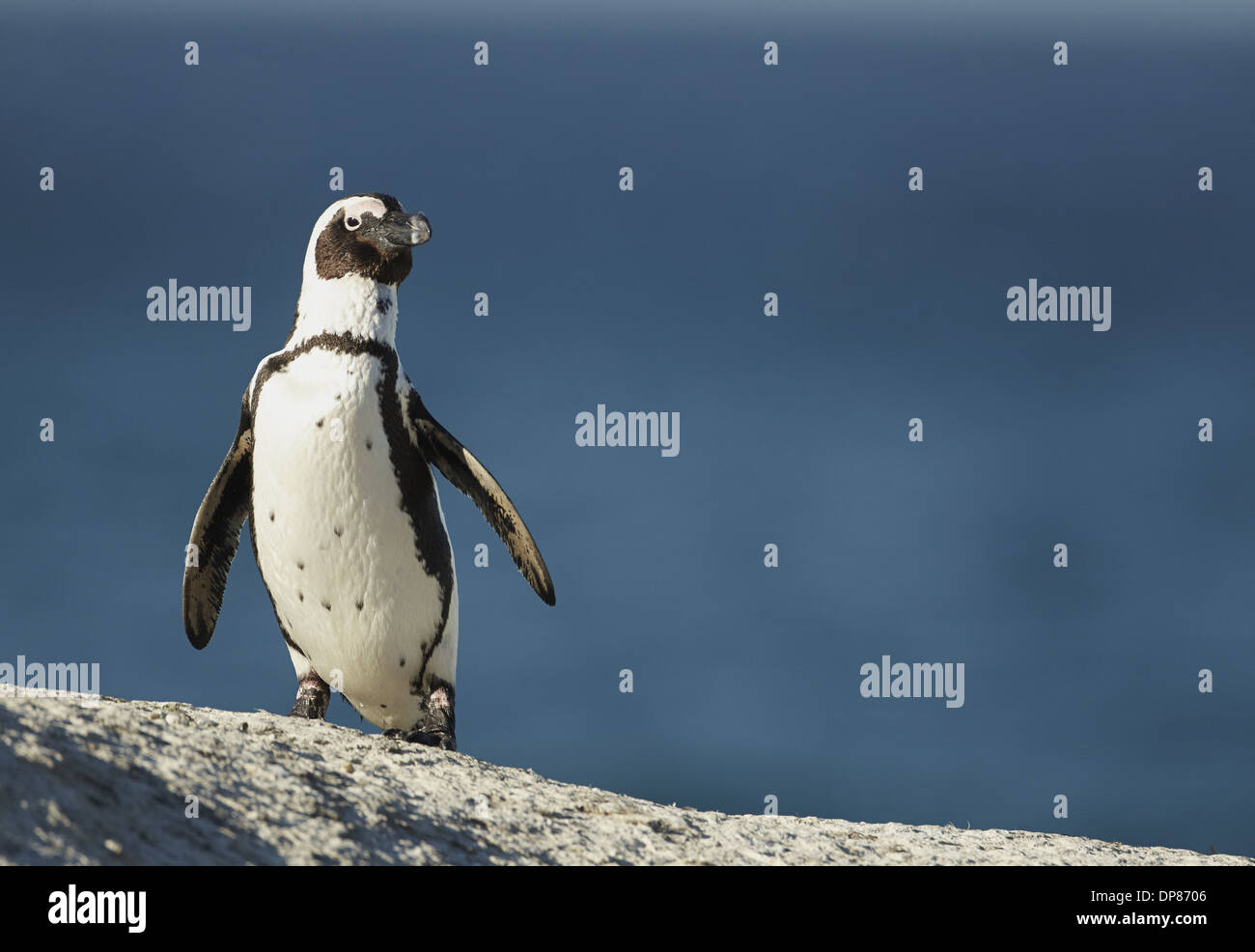 African africa penguin rocks hi-res stock photography and images - Alamy