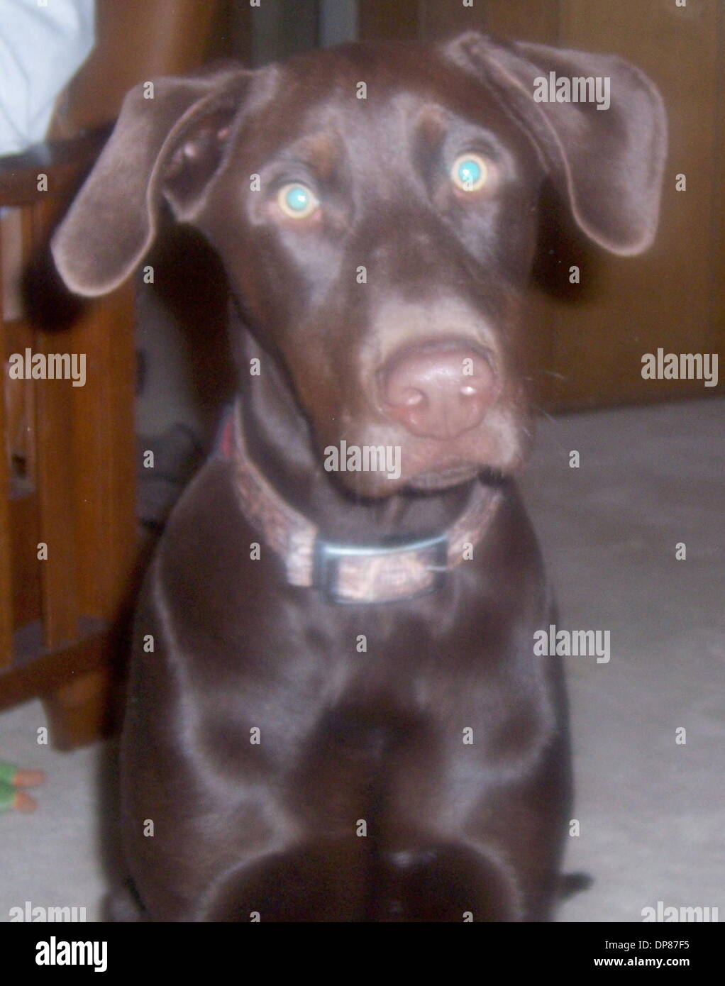 drake - 5 months - test file for lundberg (Credit Image: © Carol Feight ...