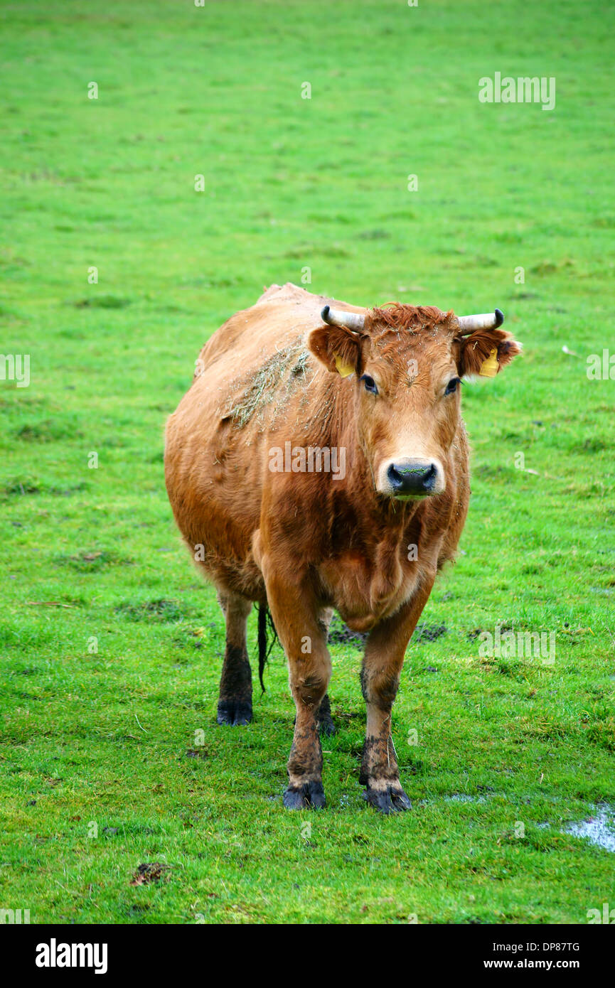 Filthy cow hi-res stock photography and images - Alamy