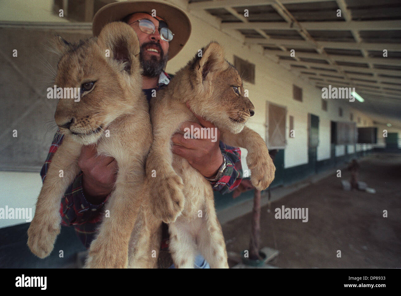 Sick lion hi-res stock photography and images - Alamy