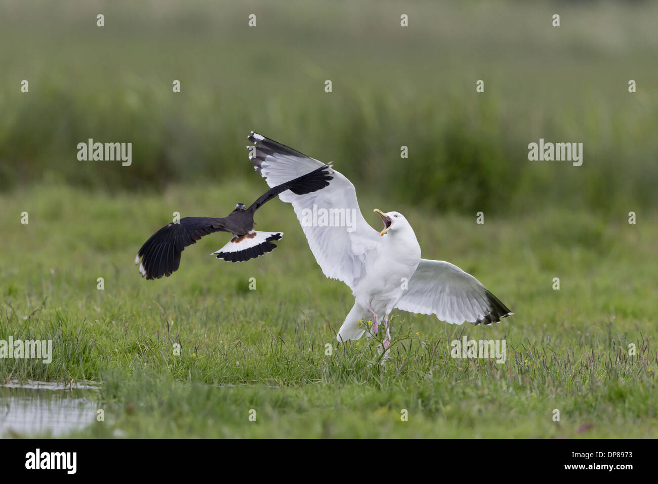 Northern Lapwing (Vanellus vanellus) adult breeding plumage in flight ...