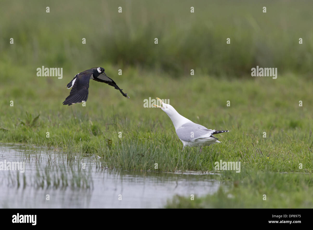 Eurasian herring gulls in flight hi-res stock photography and images ...
