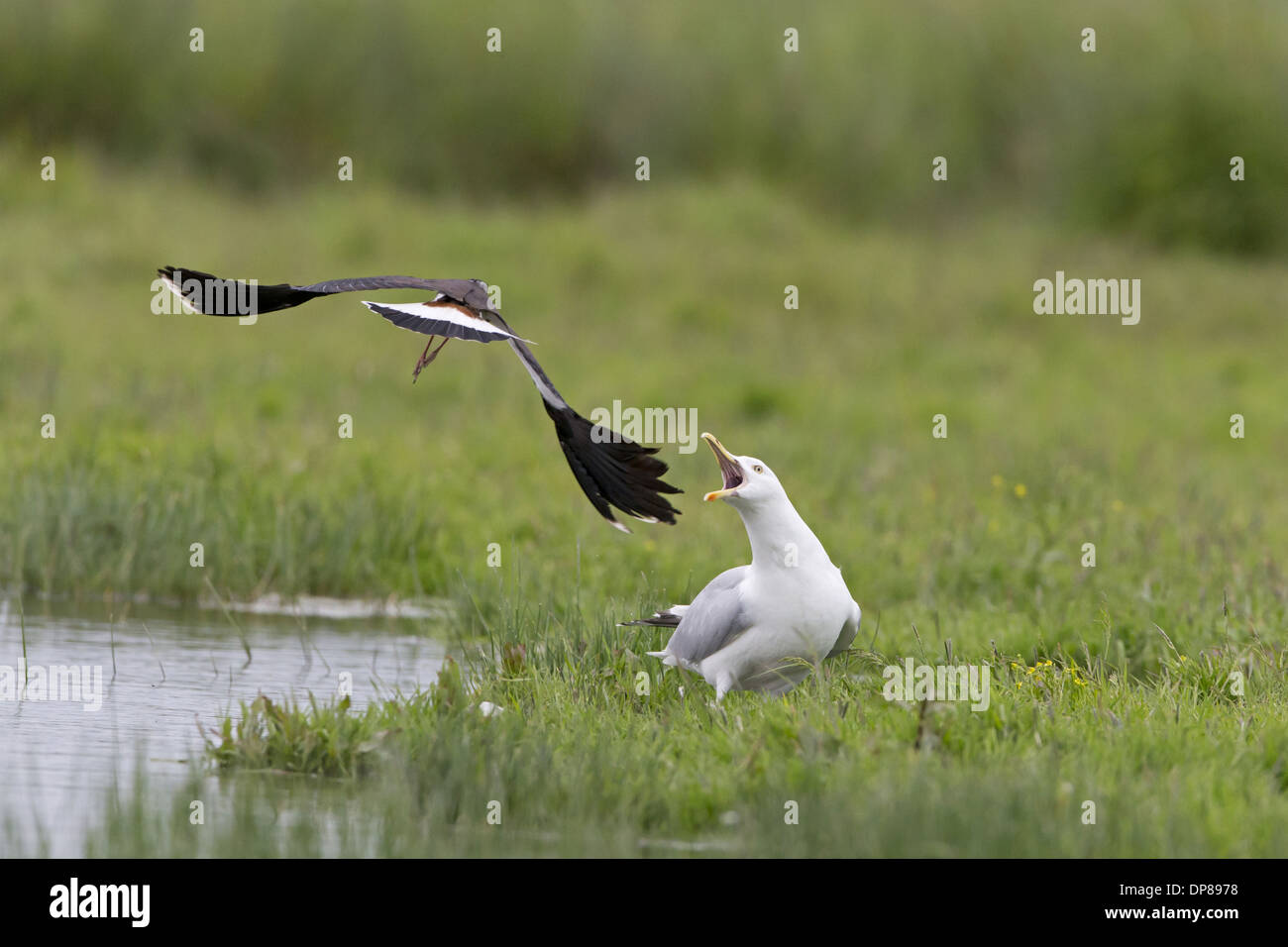 Eurasian herring gulls in flight hi-res stock photography and images ...
