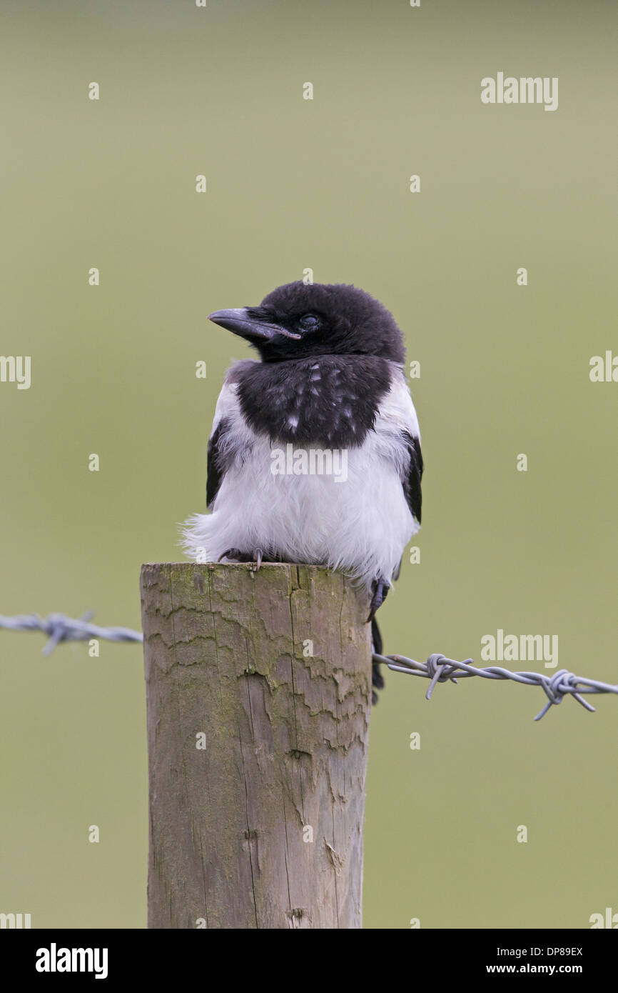Juvenile magpie england hi-res stock photography and images - Alamy