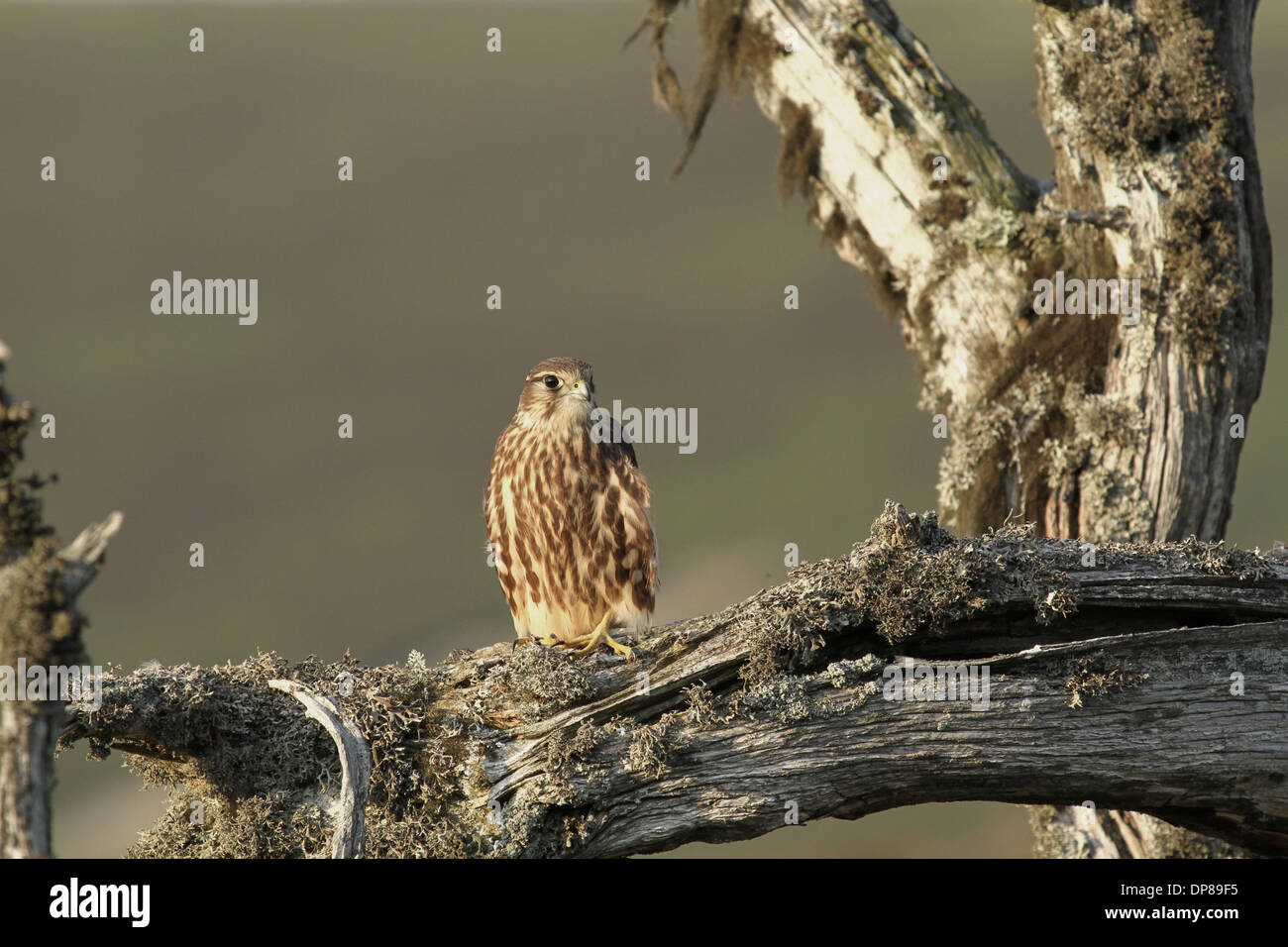 Merlin birds falcons juvenile hi-res stock photography and images - Alamy