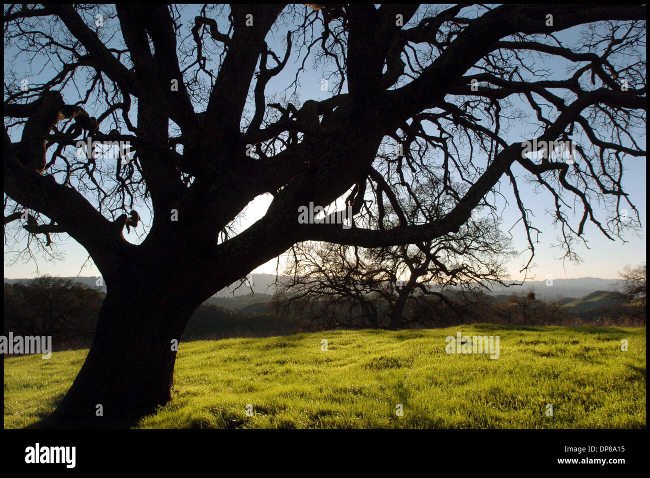 Tuesday February 7,2006 -- The sun bounces off the green grass that ...