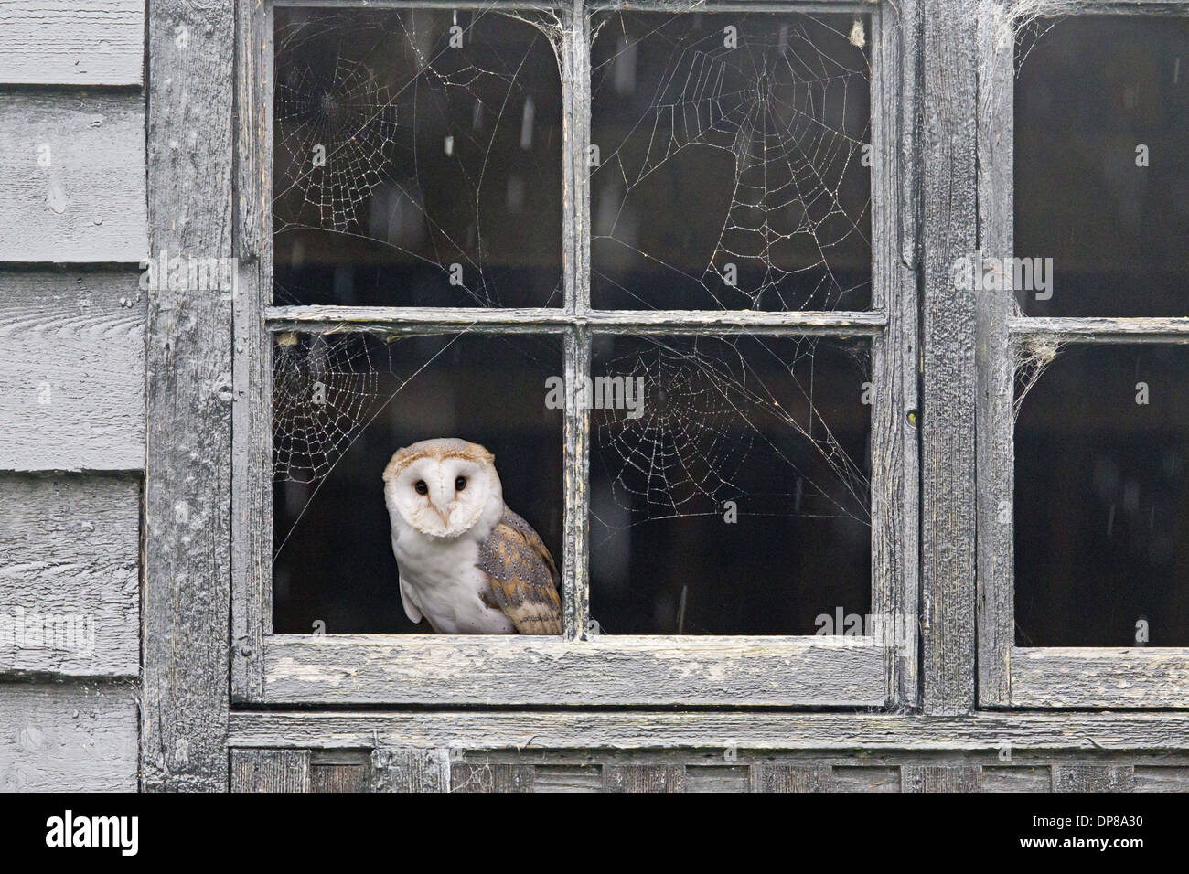 Barn Owl (Tyto alba) adult, perched at barn window with cobwebs during ...