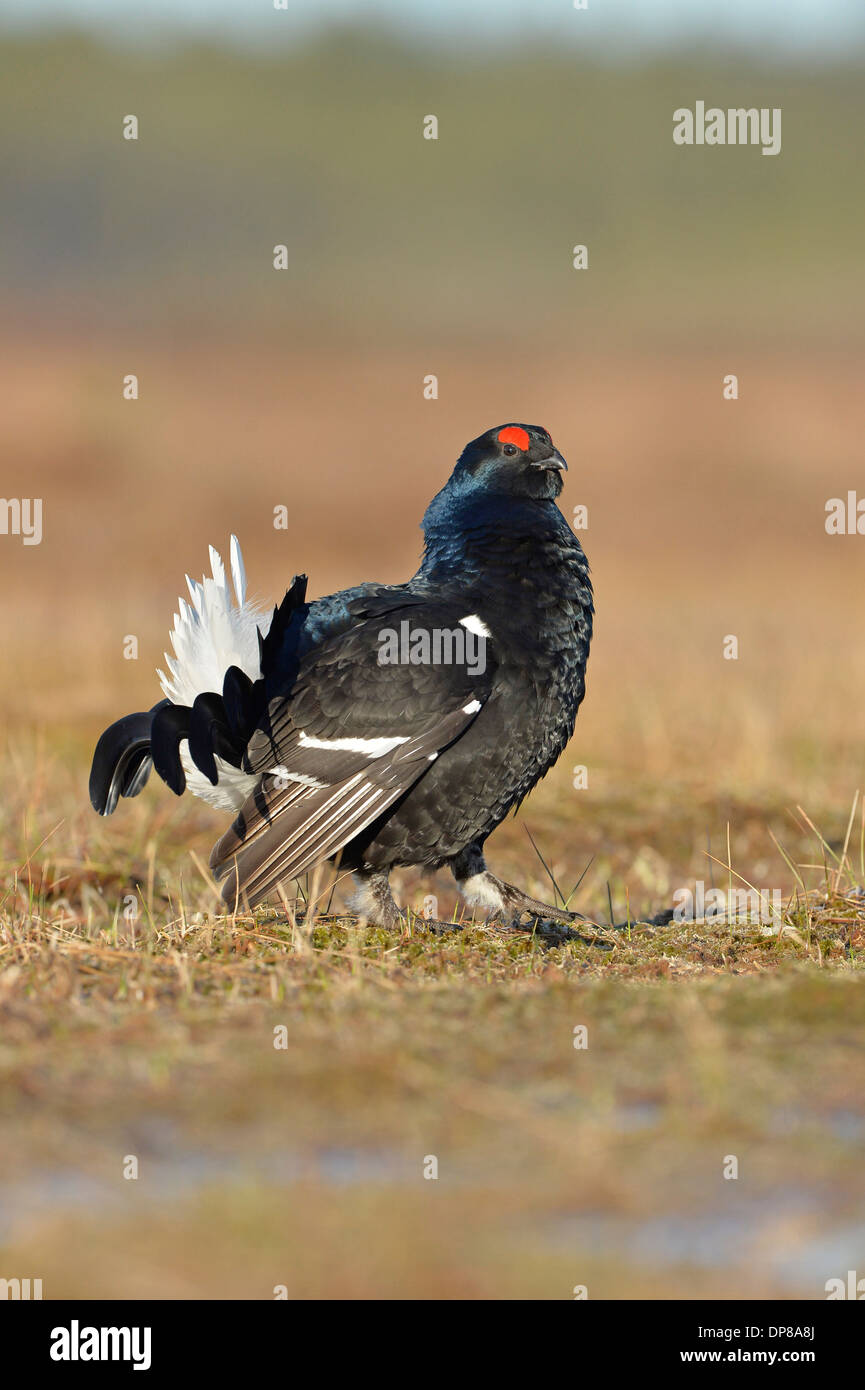 Black Grouse (Tetrao tetrix) adult male, displaying at lek on taiga bog ...