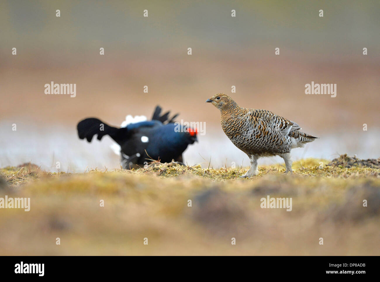 Black Grouse (Tetrao tetrix) adult female, with adult male in ...