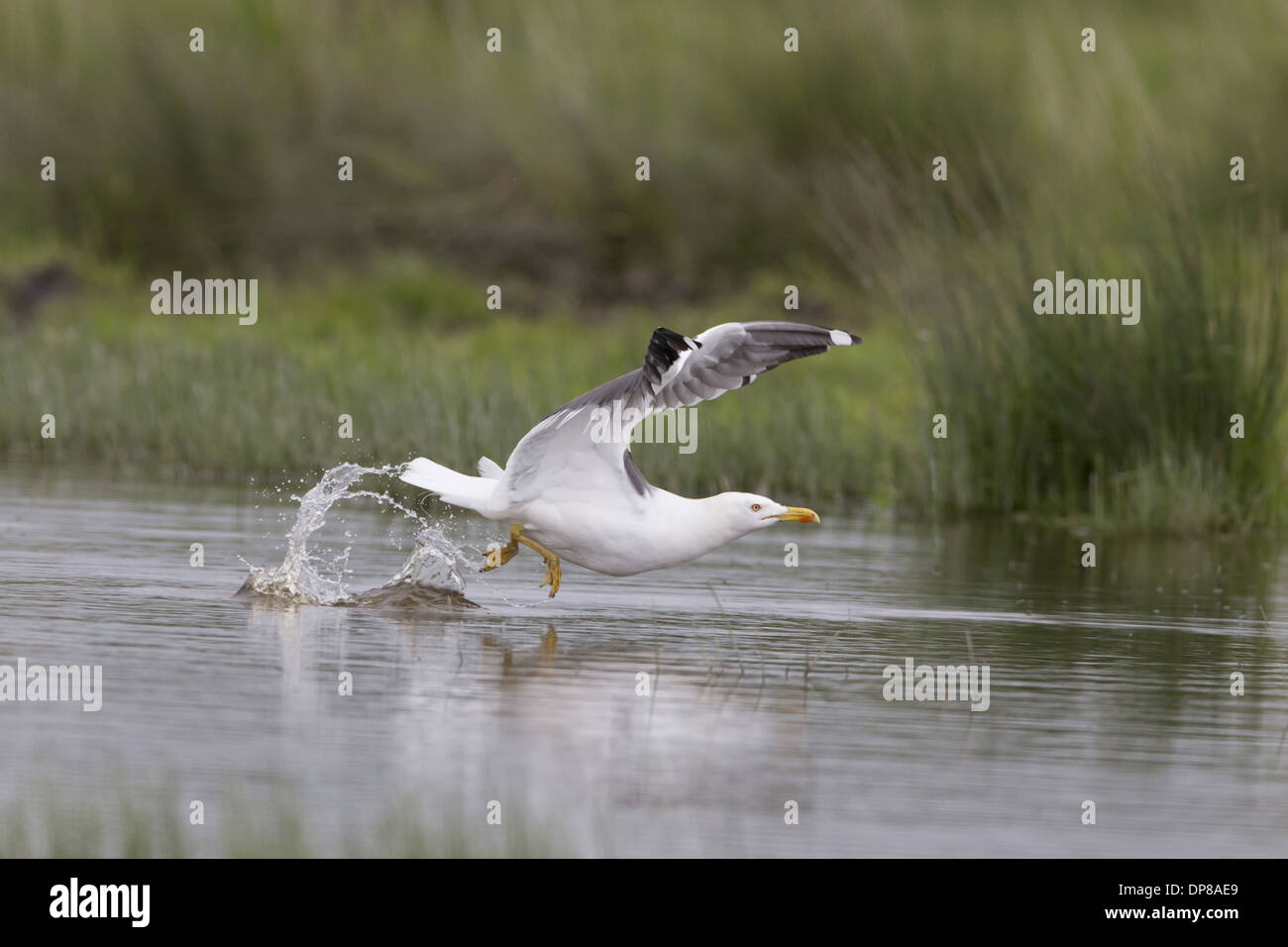 Black backed gulls in water hi-res stock photography and images - Alamy