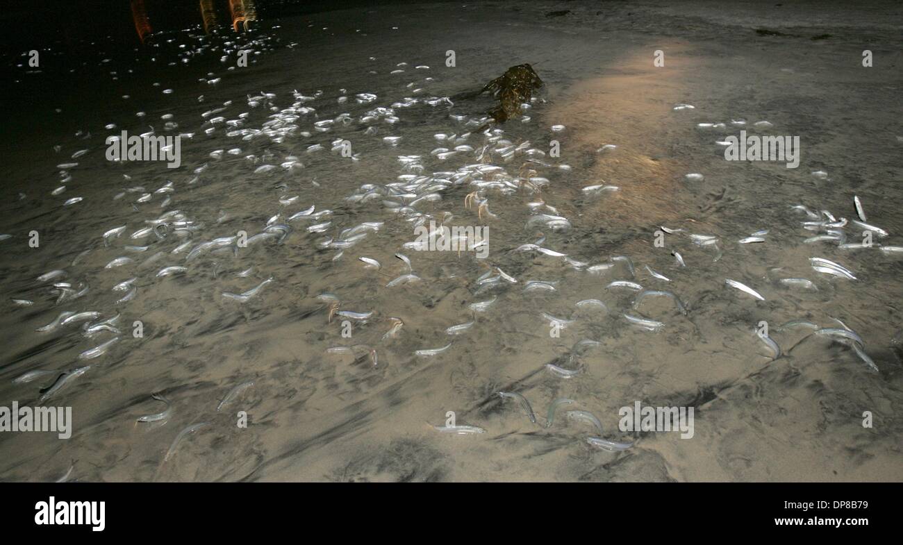 (Published 8/7/2005, E-5) POY....Hundreds of grunion squirm looking to ...