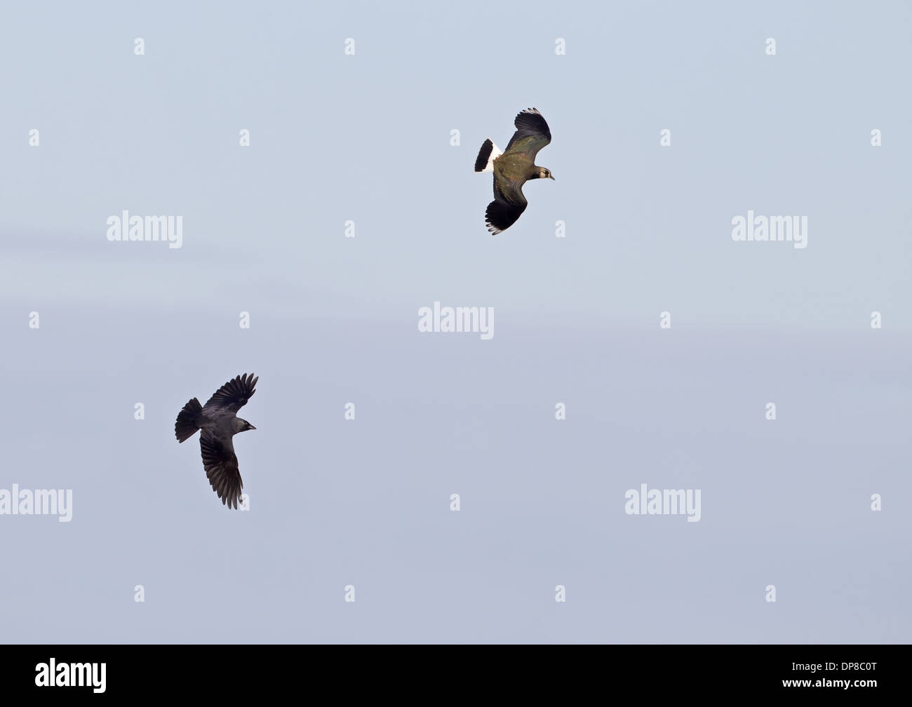 Jackdaw (Corvus monedula) adult, in flight, pursuing Northern Lapwing ...