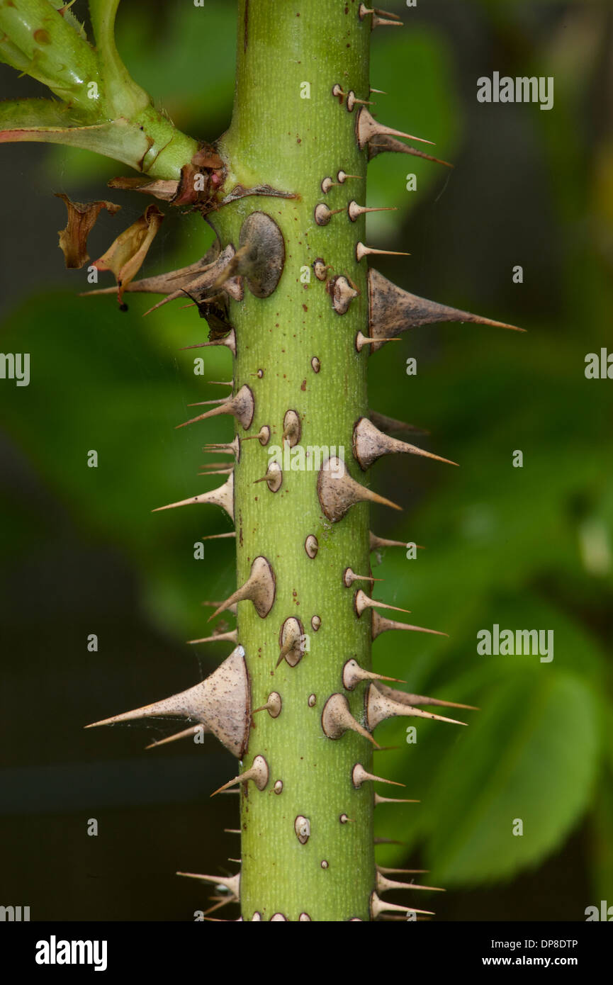 Climbing rose thorns hi-res stock photography and images - Alamy