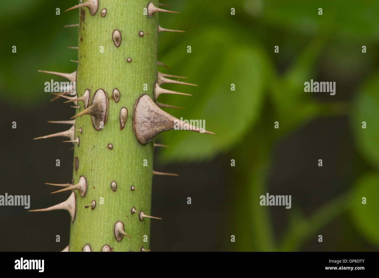 Climbing Rose Thorns High Resolution Stock Photography and Images - Alamy