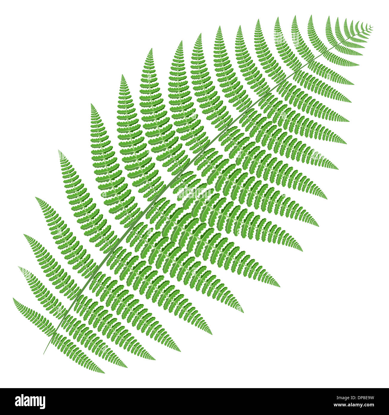 Fern family Cut Out Stock Images & Pictures - Alamy