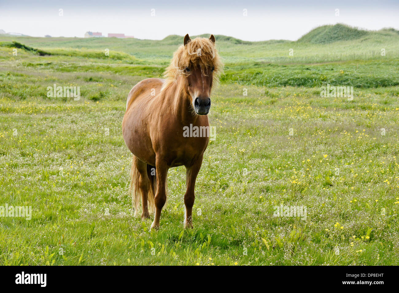 Icelandic horse hi-res stock photography and images - Alamy