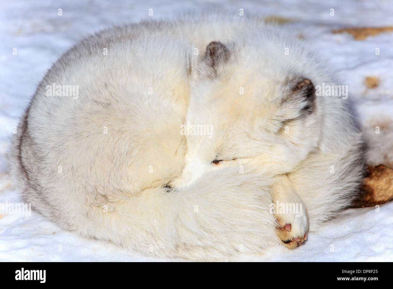 The Arctic Fox (Alopex Lagopus), also called the white fox, snow fox ...