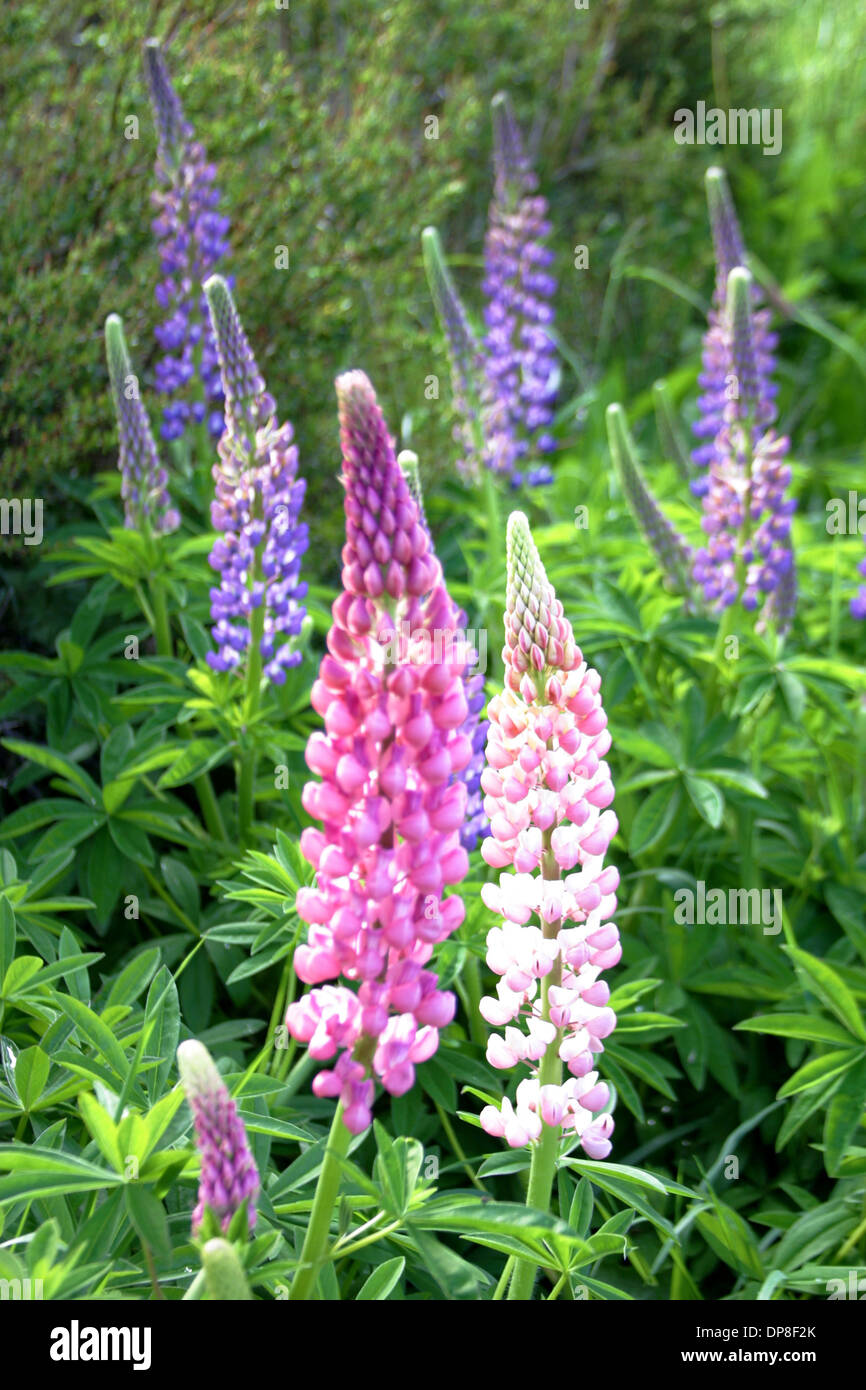 Chocho hi-res stock photography and images - Alamy