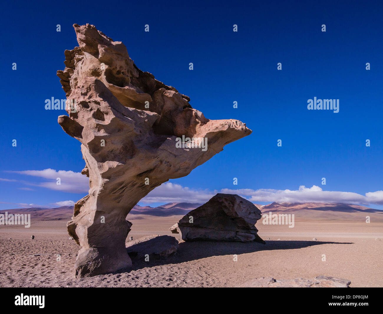 Tree Arbol Bolivia High Resolution Stock Photography and Images - Alamy