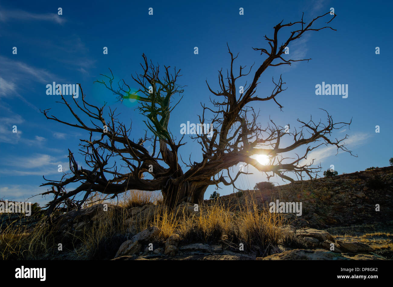 One-seed Juniper, (Juniperopus monosperma), Ojito Wilderness, Sandoval ...